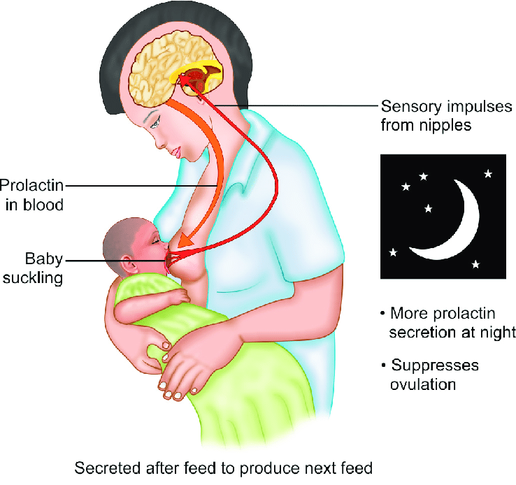 Process Of Secretion And Ejection Pedgen